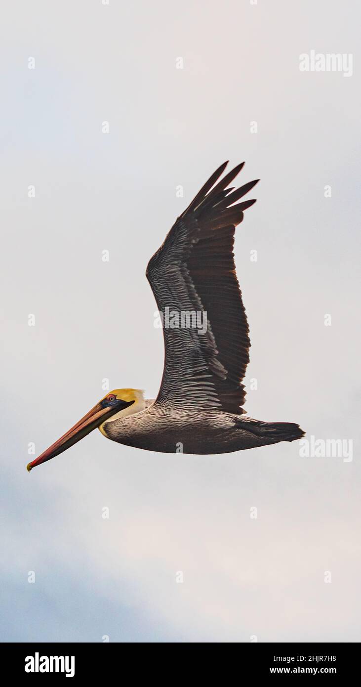 Flying alone hi-res stock photography and images - Alamy