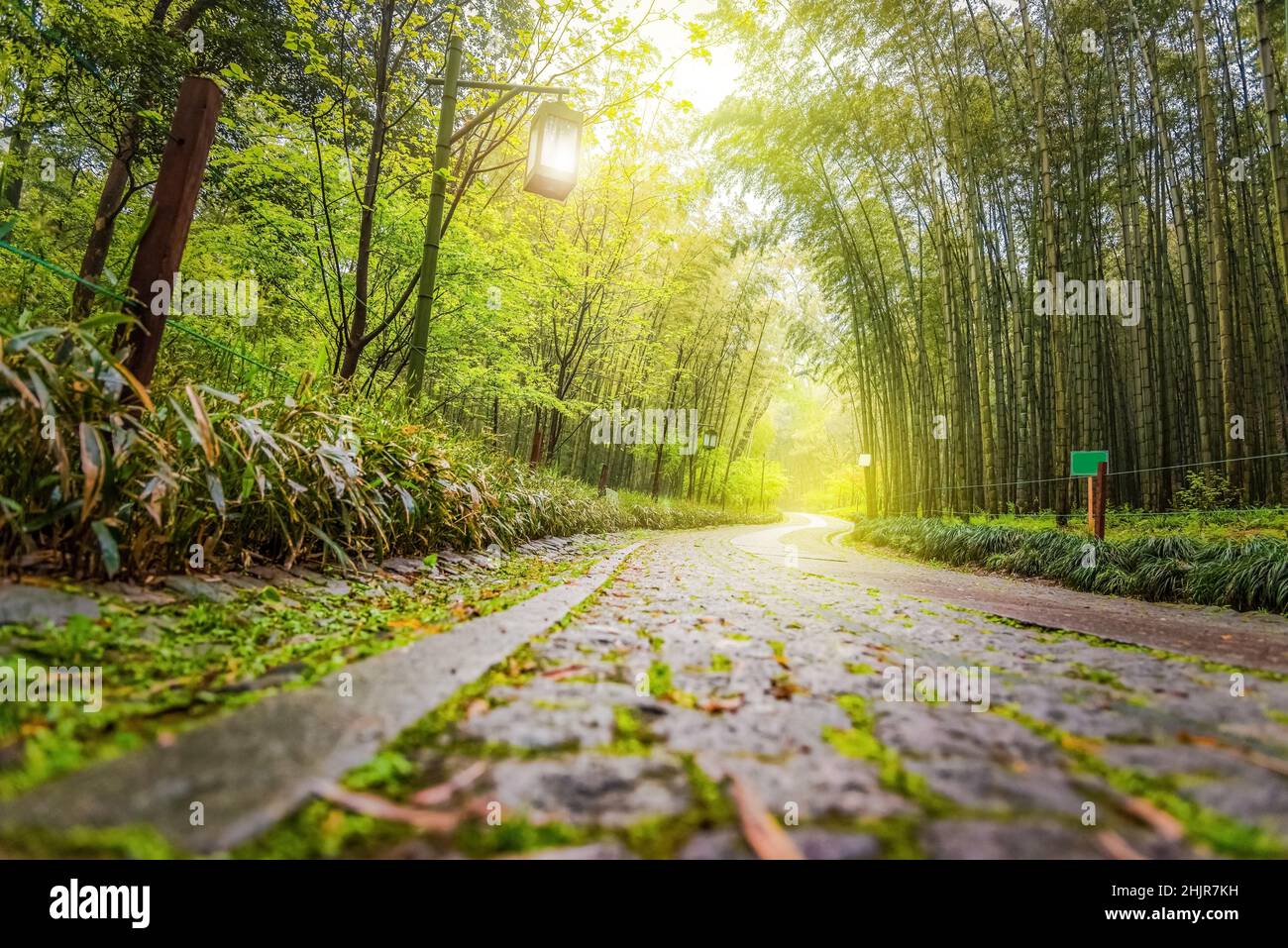 Rain in china forest hi-res stock photography and images - Alamy