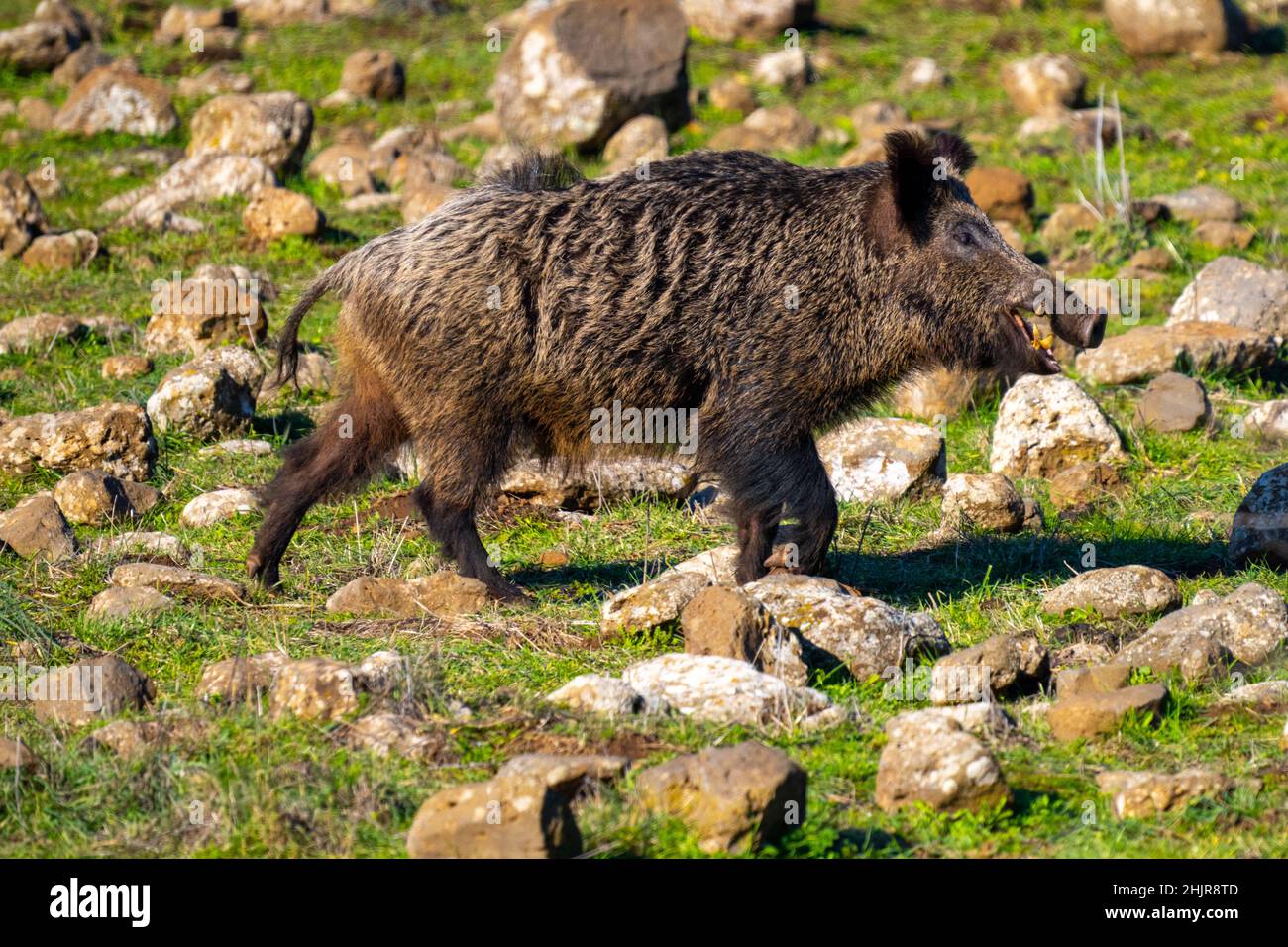 Wild boar (Sus scrofa), also known as the wild swine, common wild pig ...
