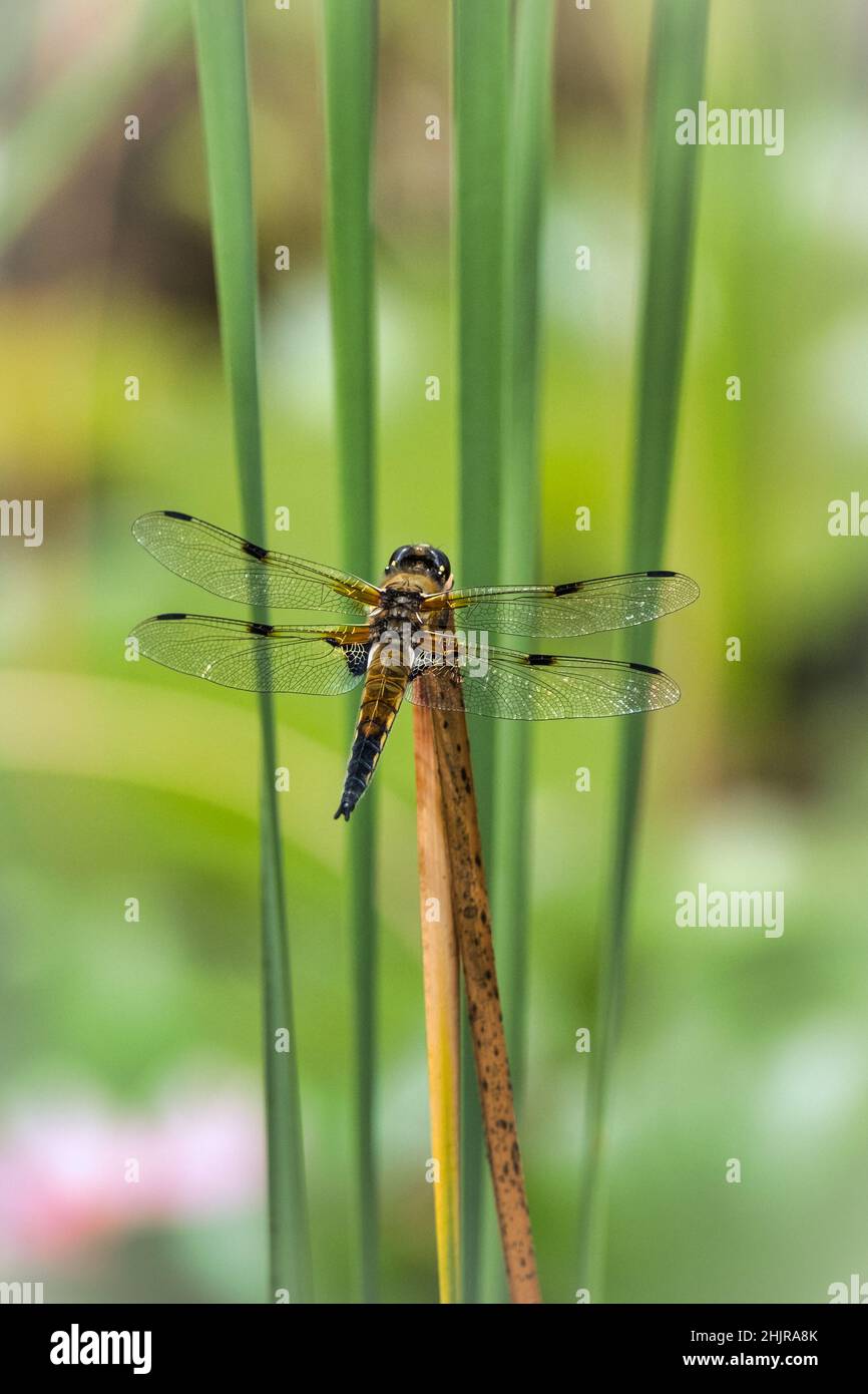 Dragonfly on reed stick against blurry background Stock Photo - Alamy