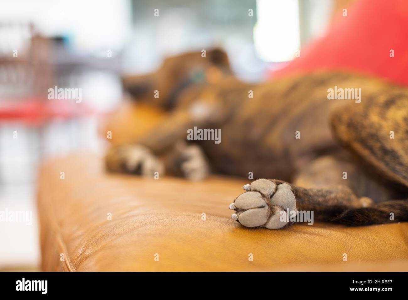The hind leg hi-res stock photography and images - Alamy