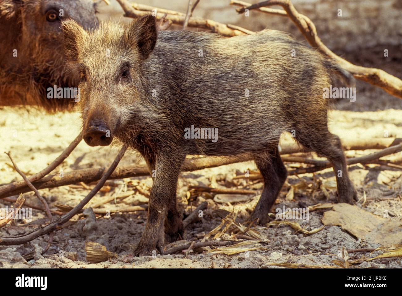 Wild boar (Sus scrofa), also known as the wild swine, common wild pig ...
