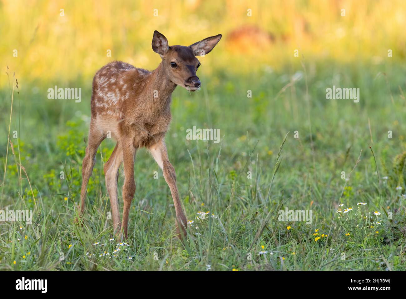 Little red deer walking on wildflower meadow in summer Stock Photo - Alamy