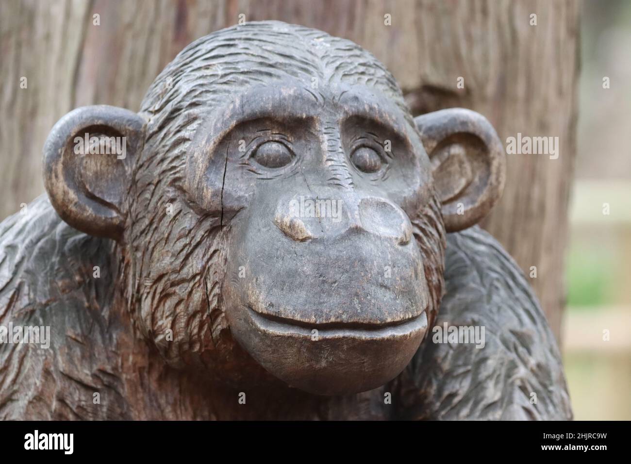 WOODEN CHIMPANZE HEAD Stock Photo - Alamy