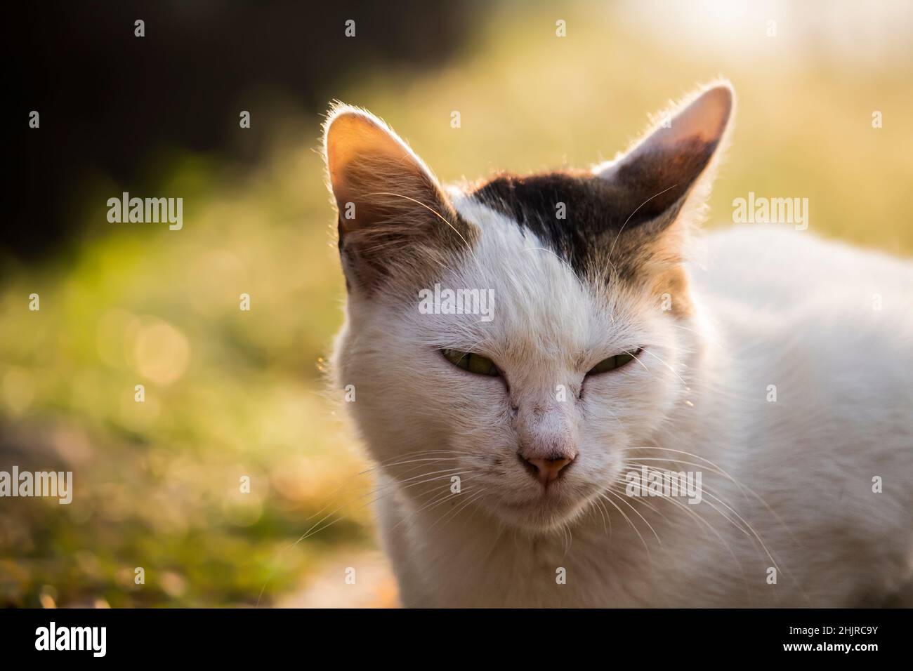 A beautiful cat face close up with beautiful lighting and blurred ...