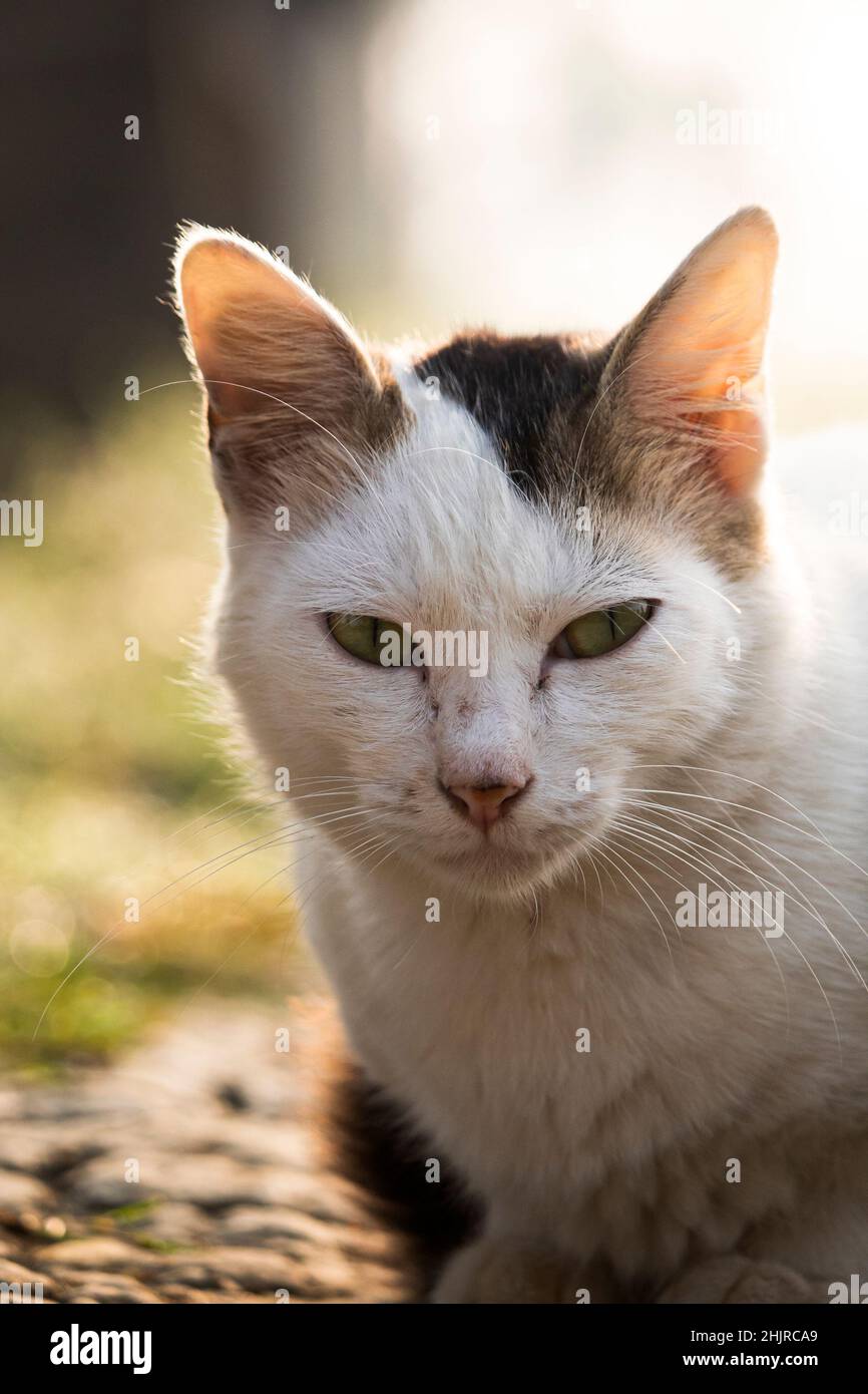Closeup side view domestic cat face hi-res stock photography and images ...