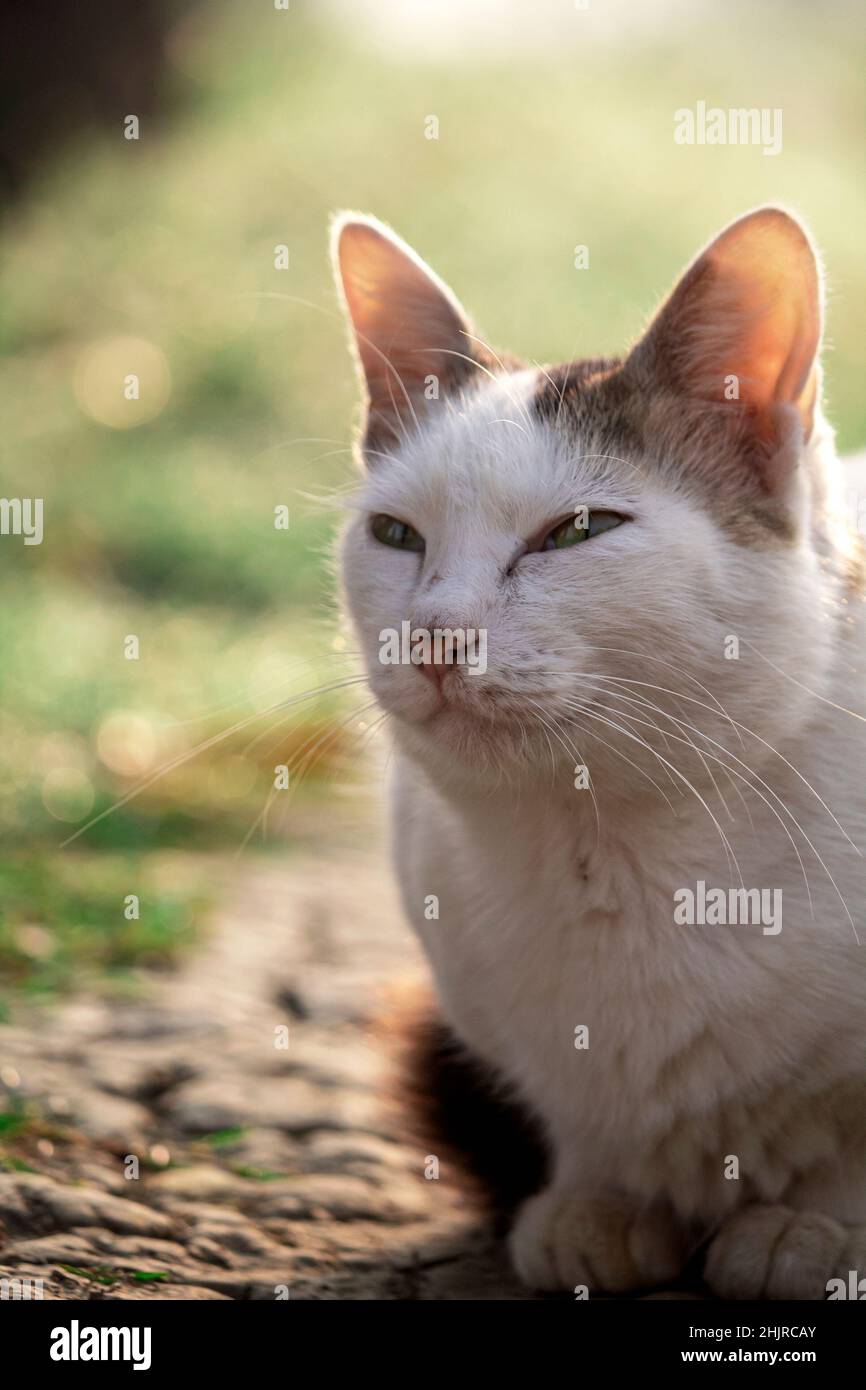 Closeup side view domestic cat face hi-res stock photography and images ...