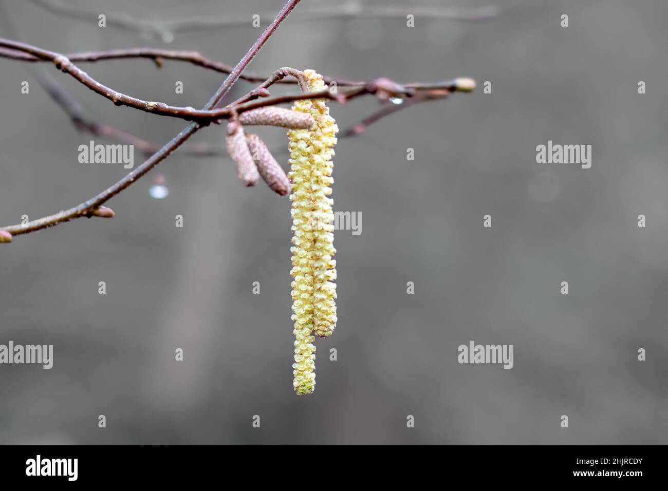 Hazel alder tree hi-res stock photography and images - Alamy