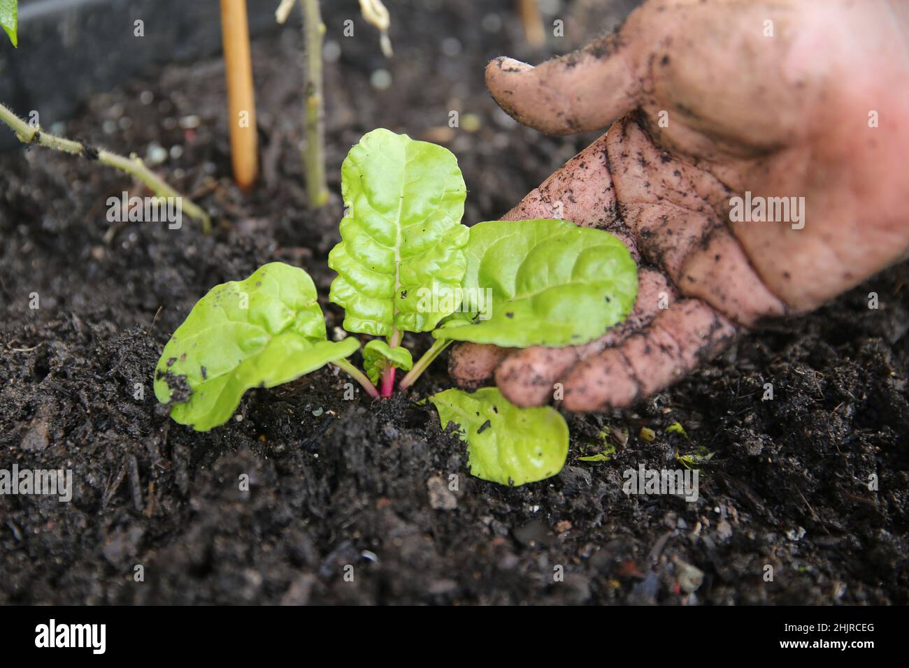Closeup of a hand to harvest a beetroot from a land Stock Photo - Alamy