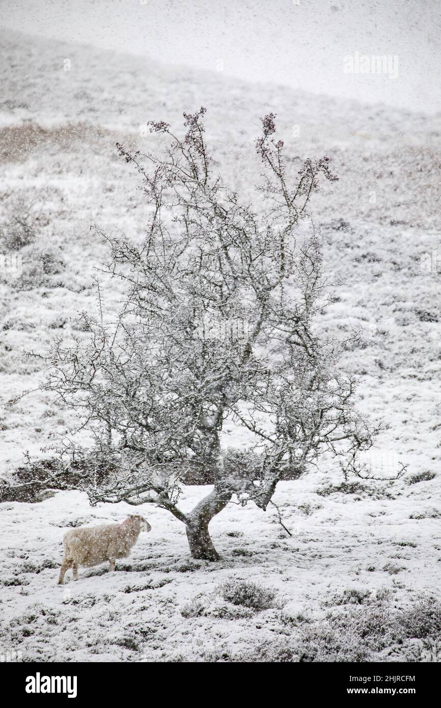Sheep under tree in snow Stock Photo - Alamy