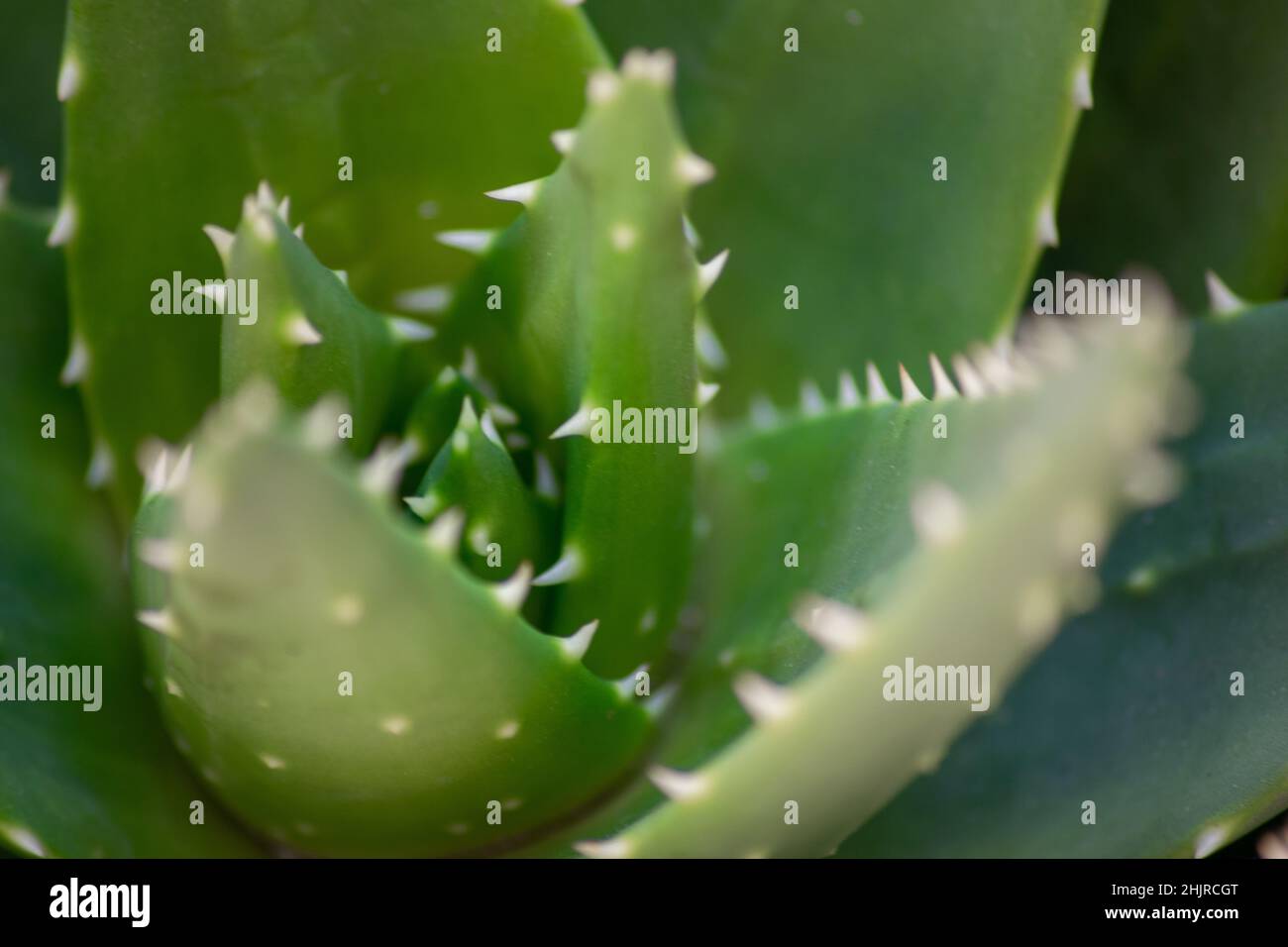 Cactus texture close up, aloé vera and natural skin products, green ...