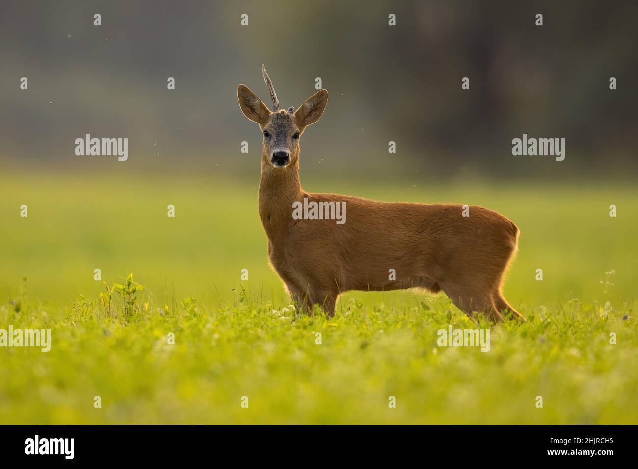 Broken antler hi-res stock photography and images - Alamy