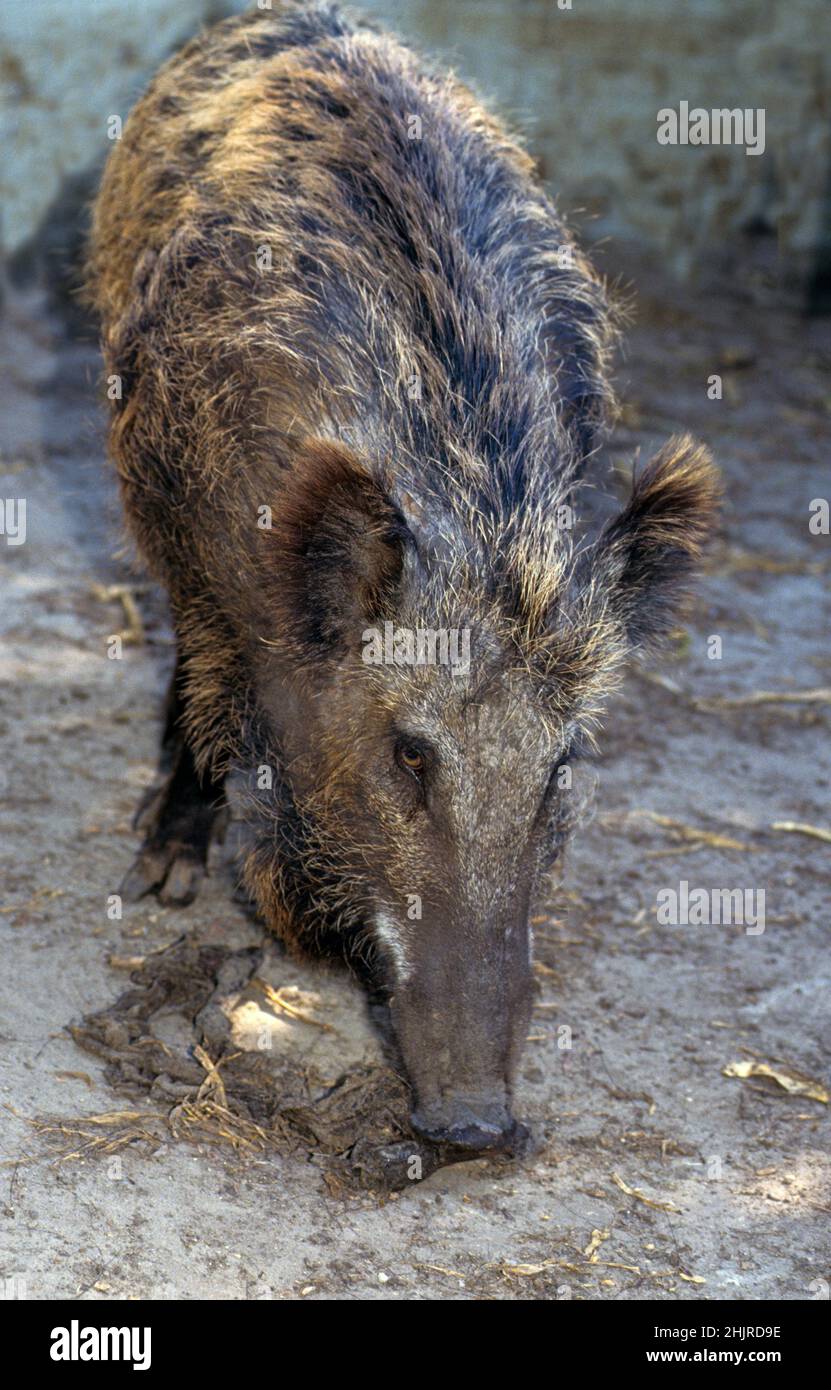 Wild boar (Sus scrofa), also known as the wild swine, common wild pig ...