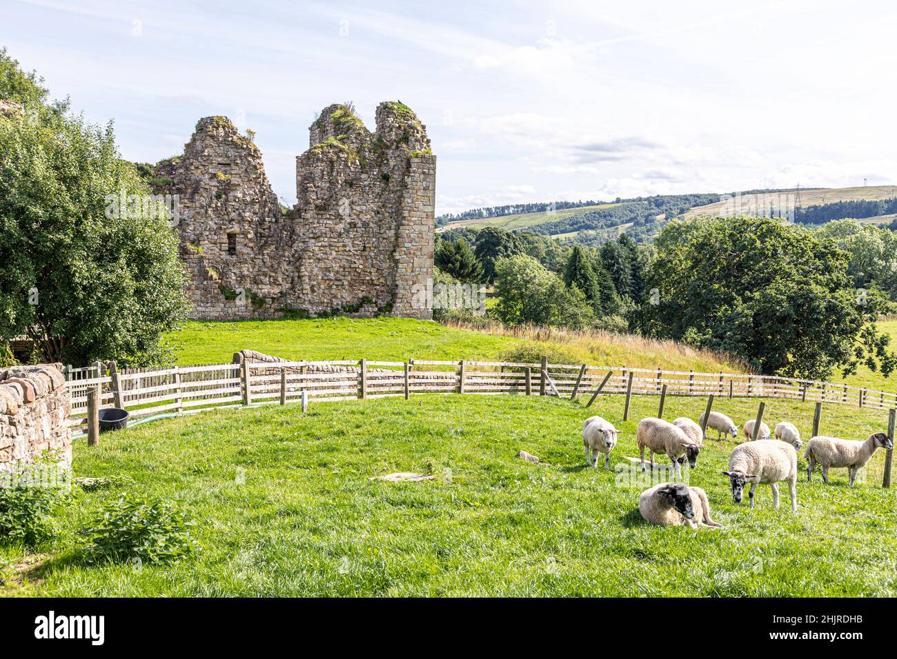 Sheep grazing beside the ruins of 12th century Thirlwall Castle on the ...
