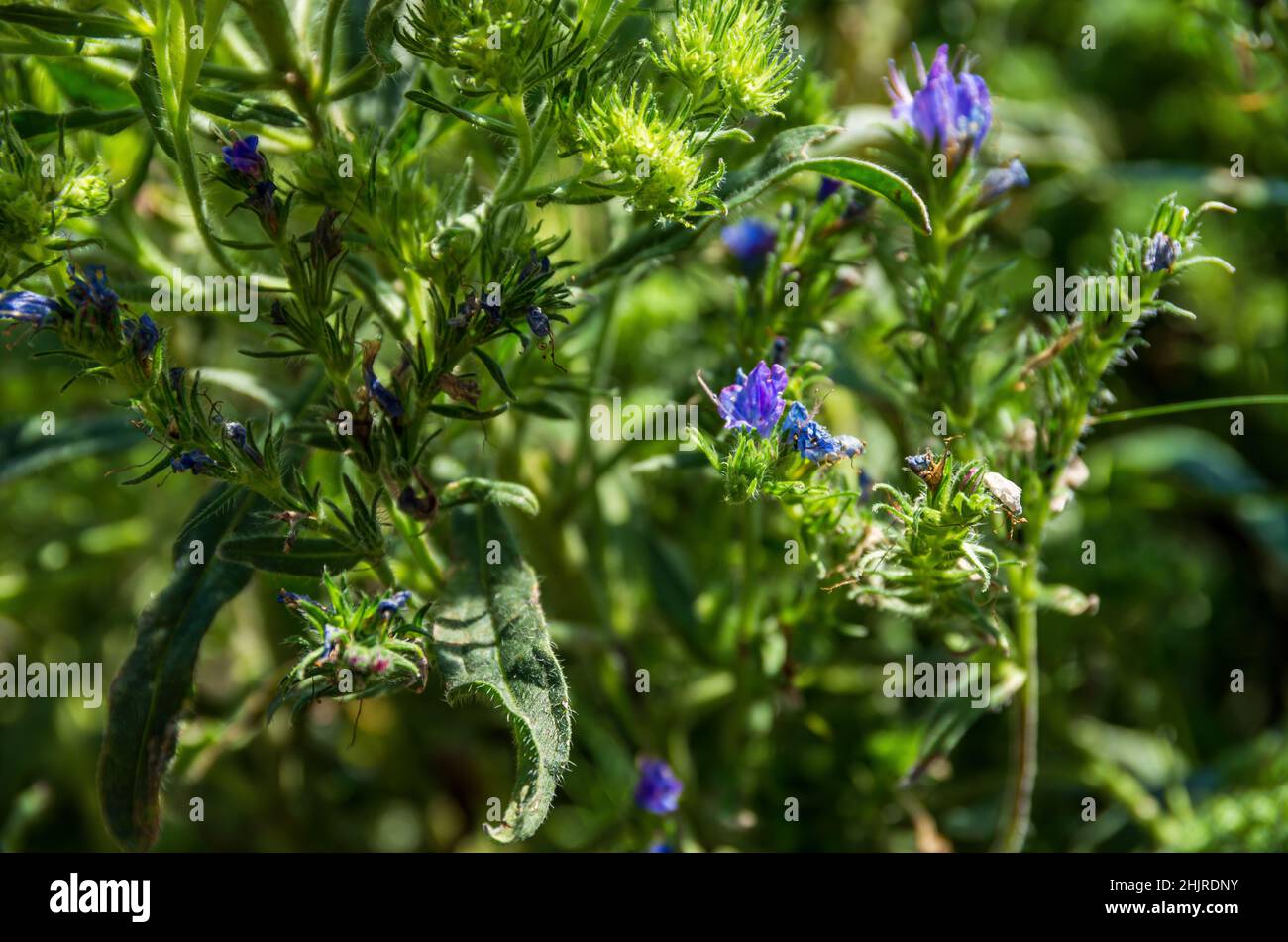 Background of a wild growing plant with green woolly puffs and violet ...