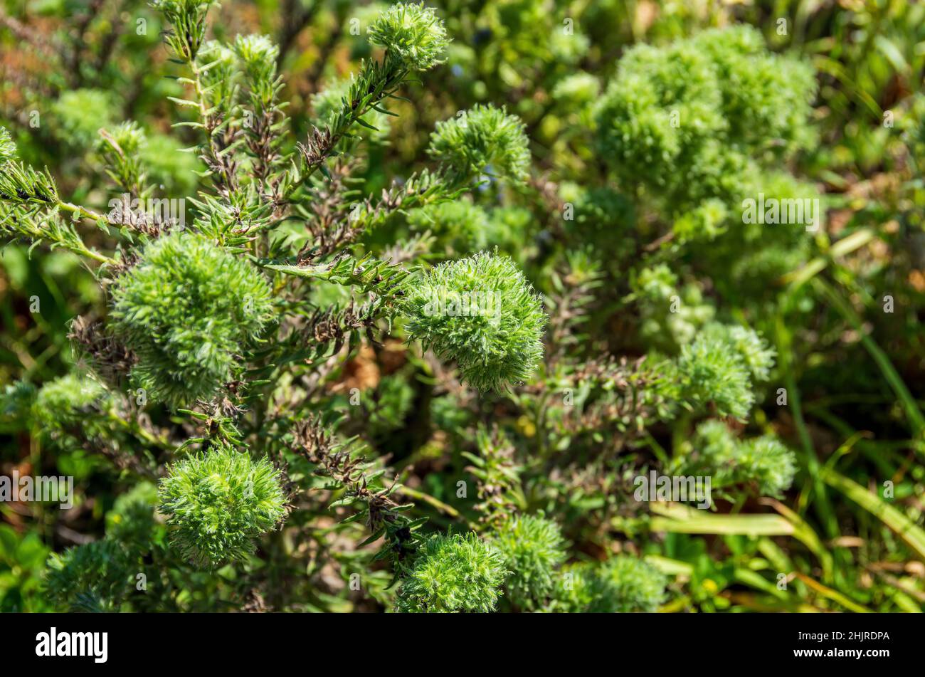 Background of a wild growing plant with green woolly puffs Stock Photo ...