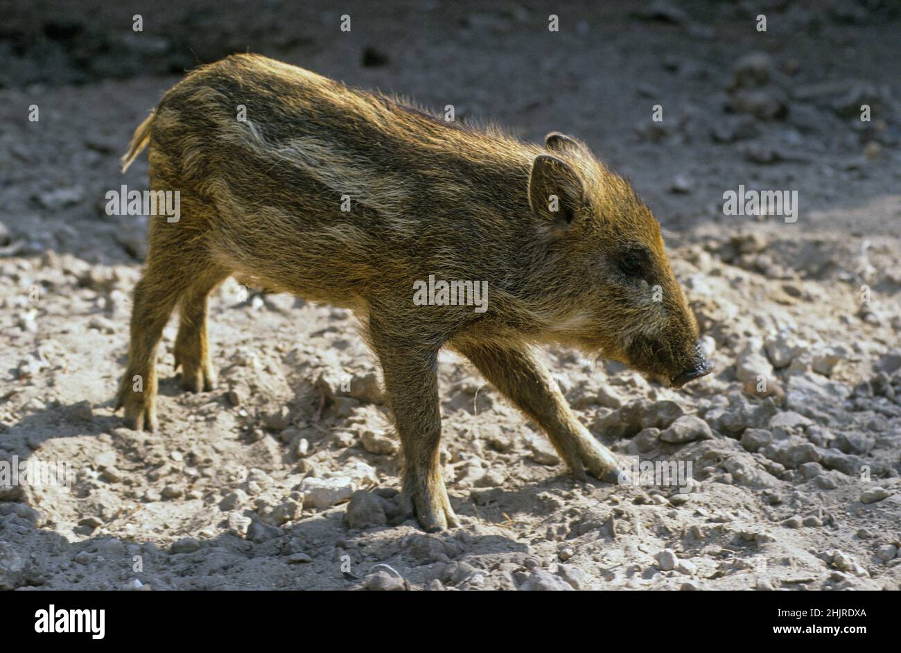 Wild boar (Sus scrofa), also known as the wild swine, common wild pig ...