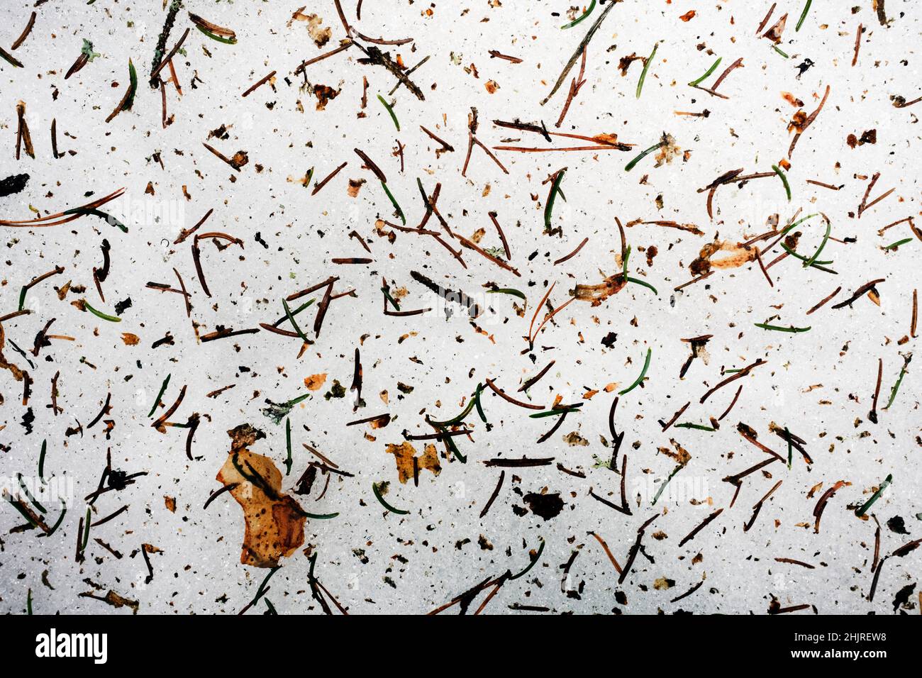 Slender needle-shaped leaves of a pine tree fallen on snow in closeup ...