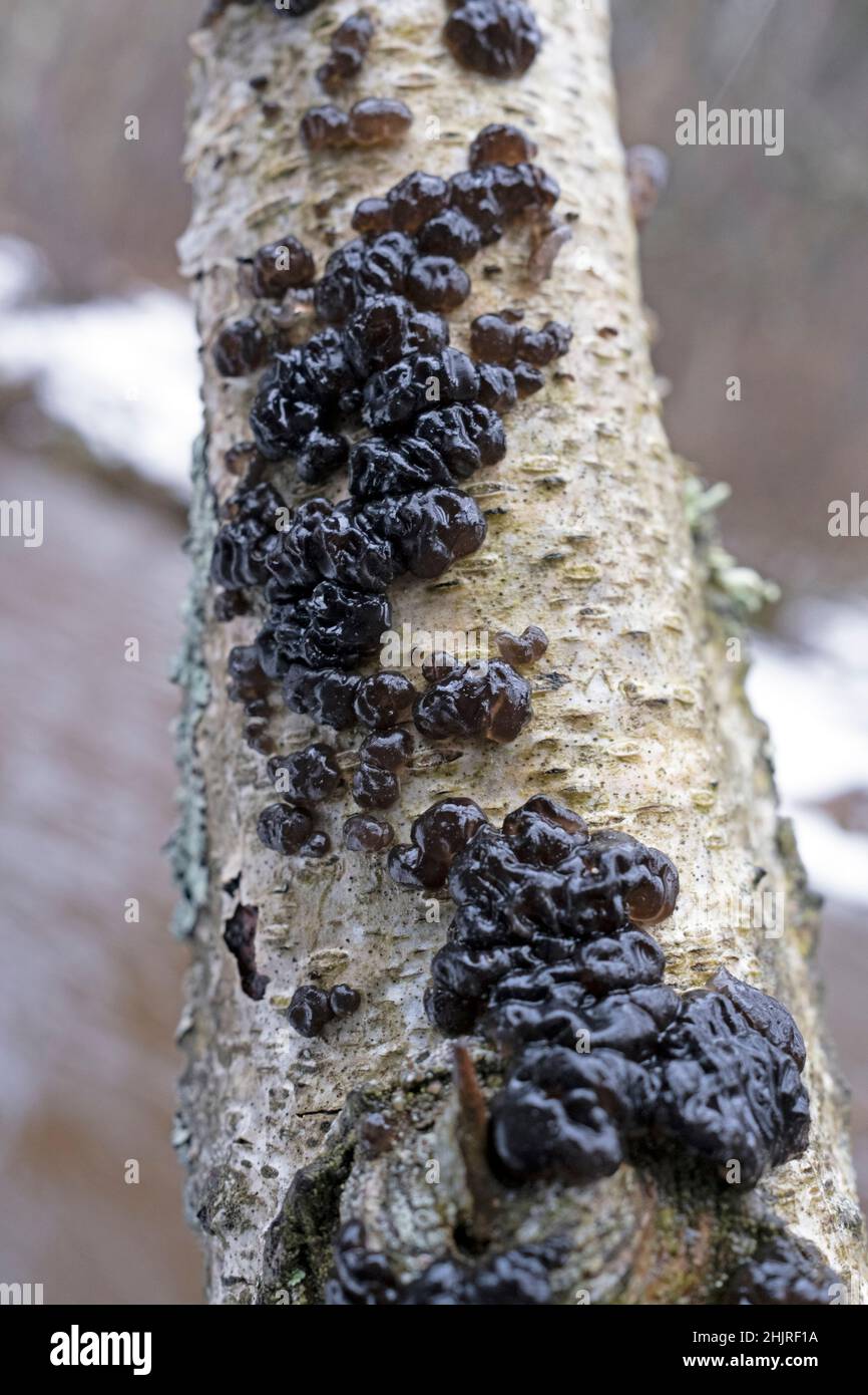 Exidia glandulosa jelly fungus in close up Stock Photo - Alamy