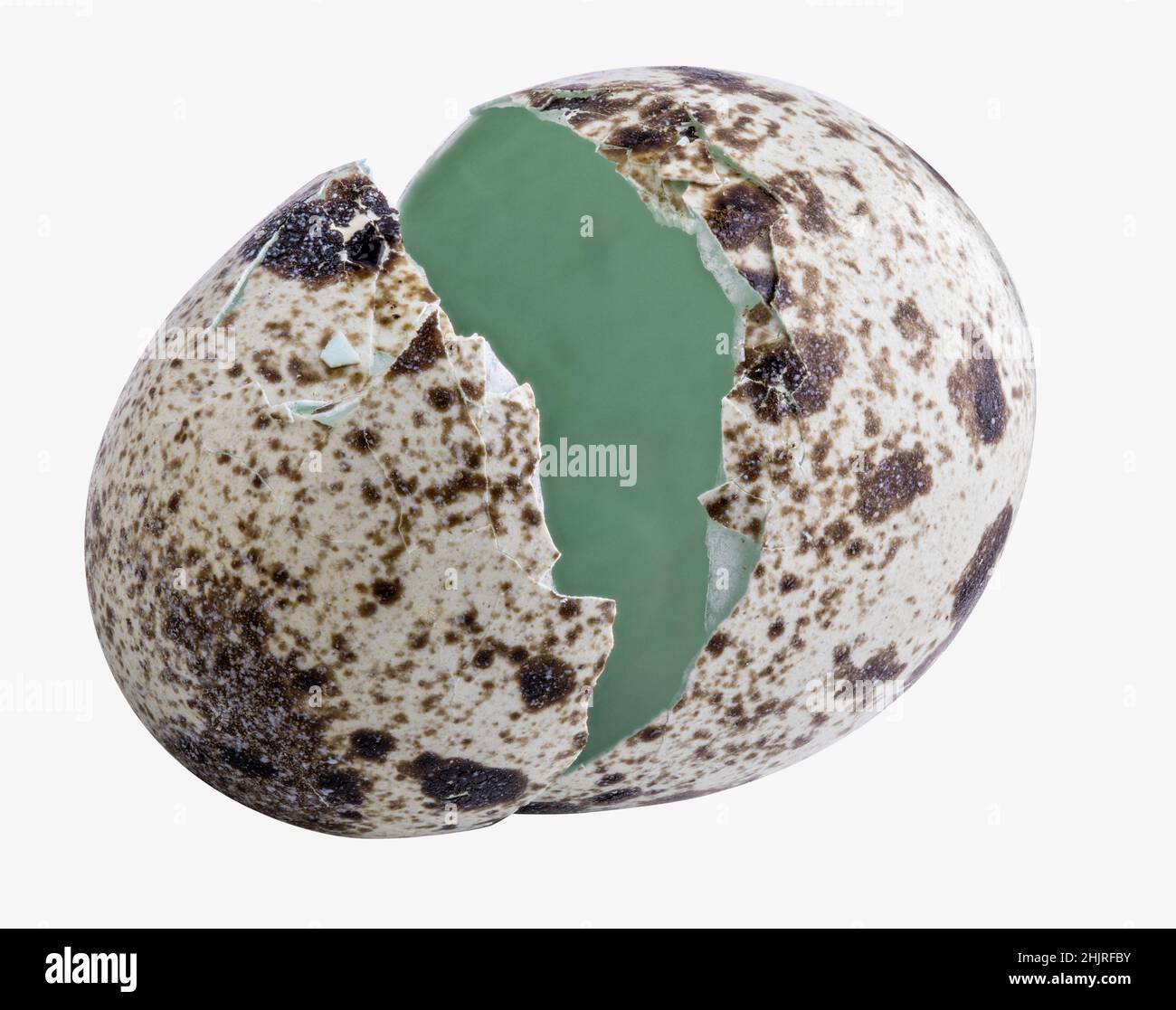 Broken quail egg shell isolated on white background. Clipping path ...