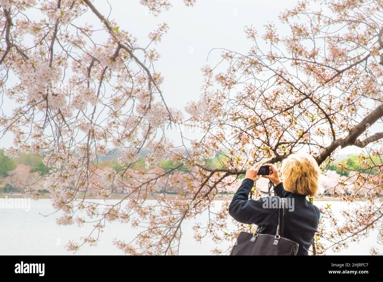 Tidal basin gardens hi-res stock photography and images - Alamy