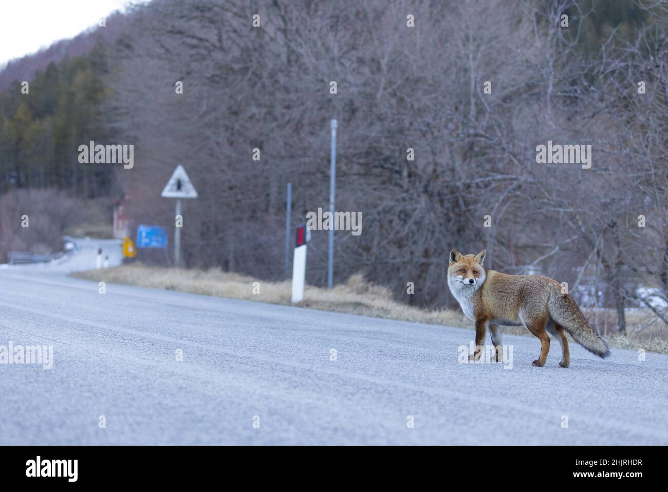 Confident fox in the middle of the road Stock Photo - Alamy