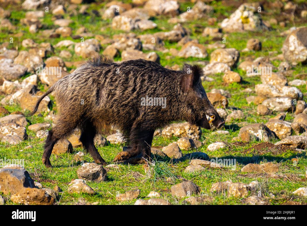 Wild boar (Sus scrofa), also known as the wild swine, common wild pig ...