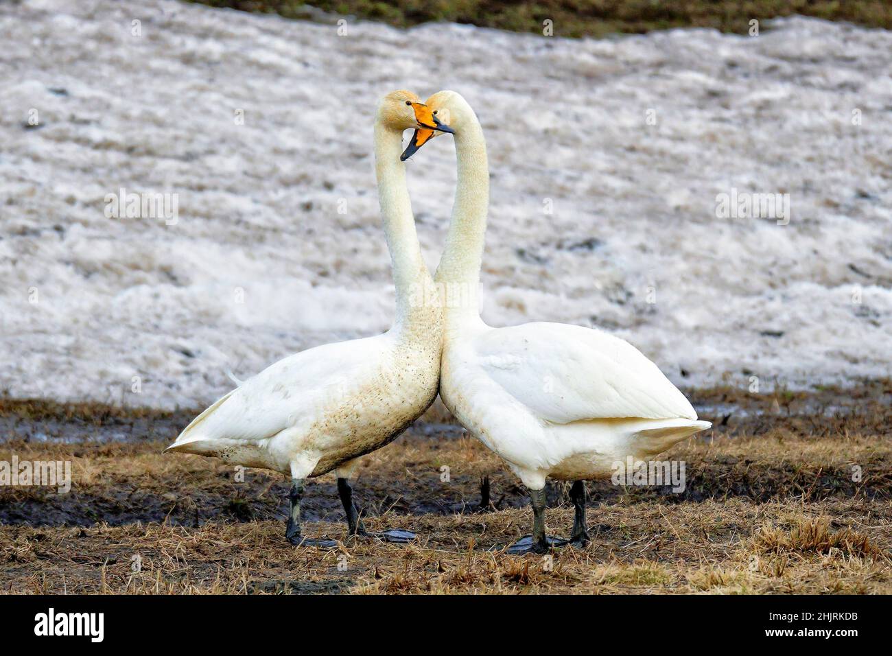 Whooper swan couple showing affection Stock Photo - Alamy