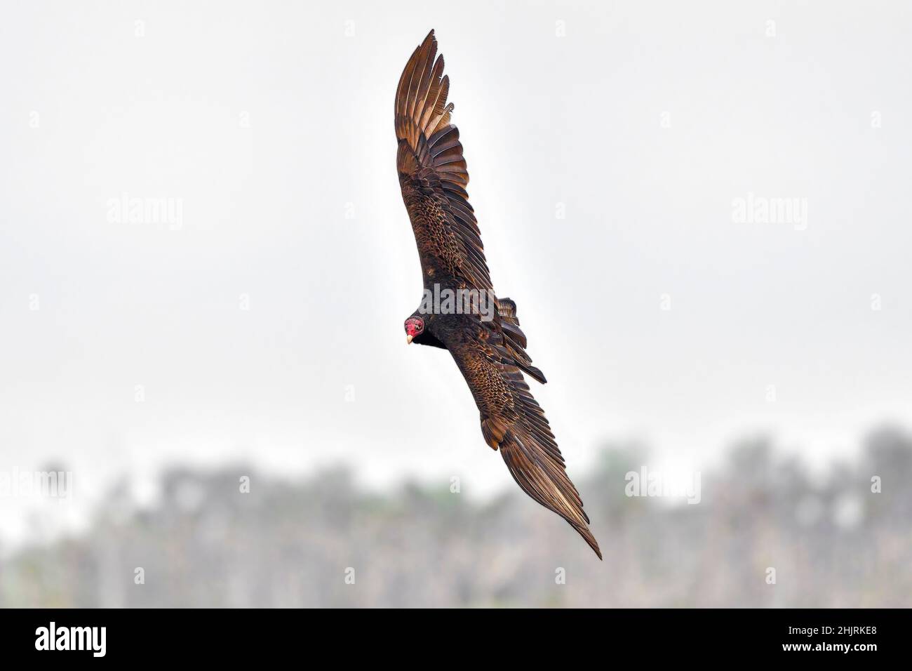 Turkey vulture flyover. It's always nice to watch these perfect gliders ...