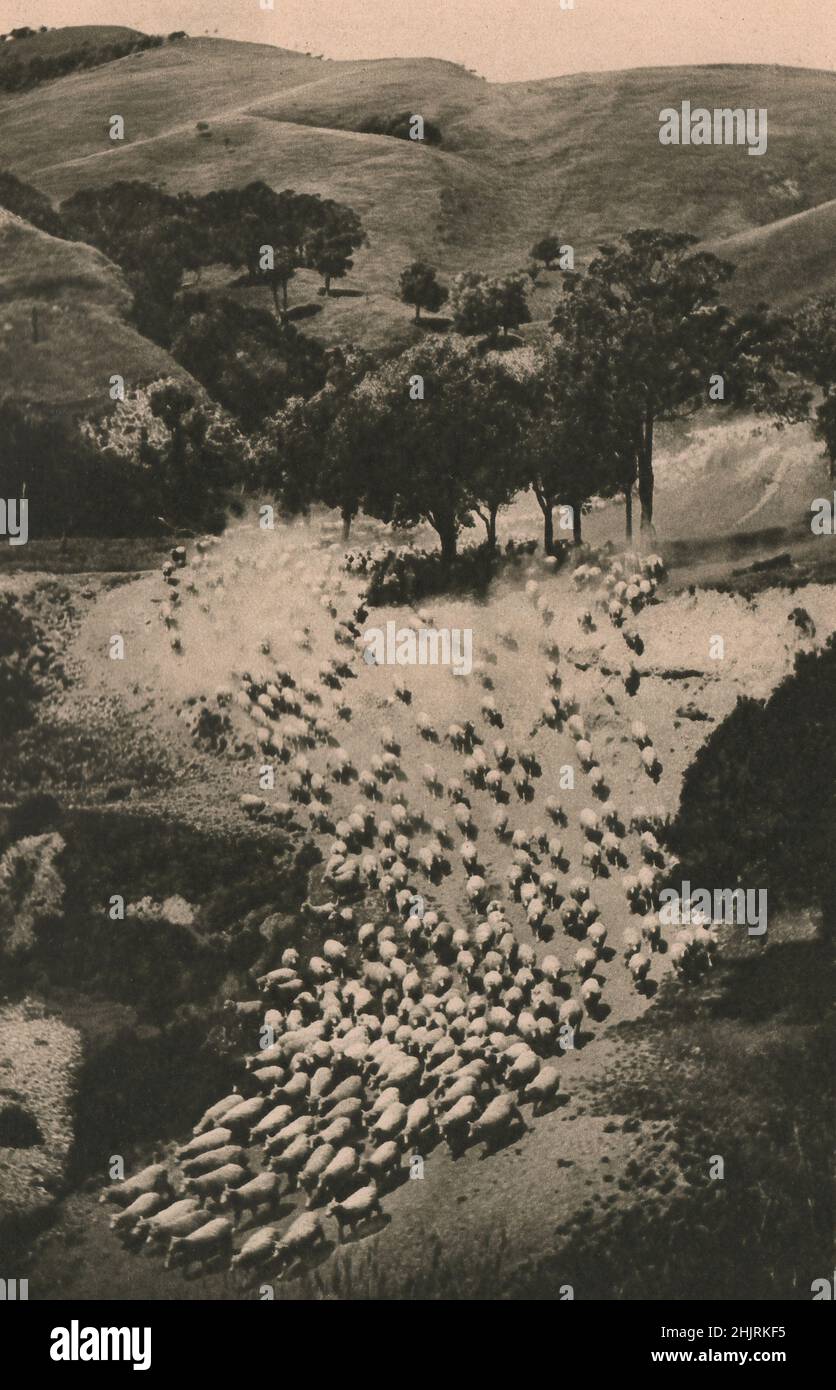 As the great flocks of sheep are herded down the track, a light cloud ...