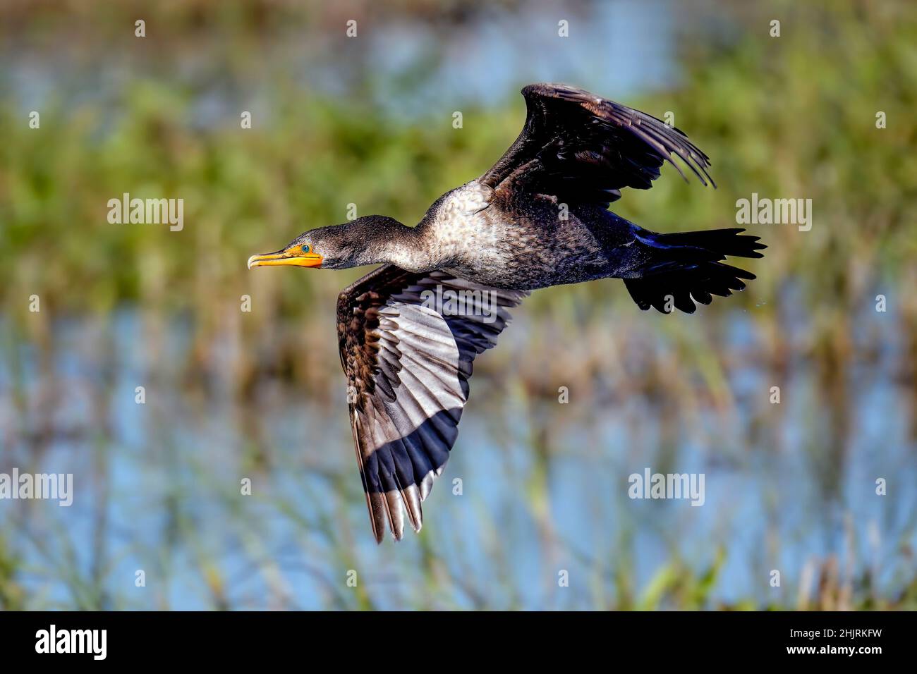Double-crested Cormorant in full swing Stock Photo - Alamy