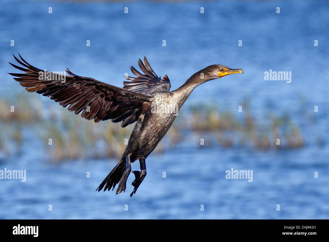 Double-crested Cormorant in full swing Stock Photo - Alamy