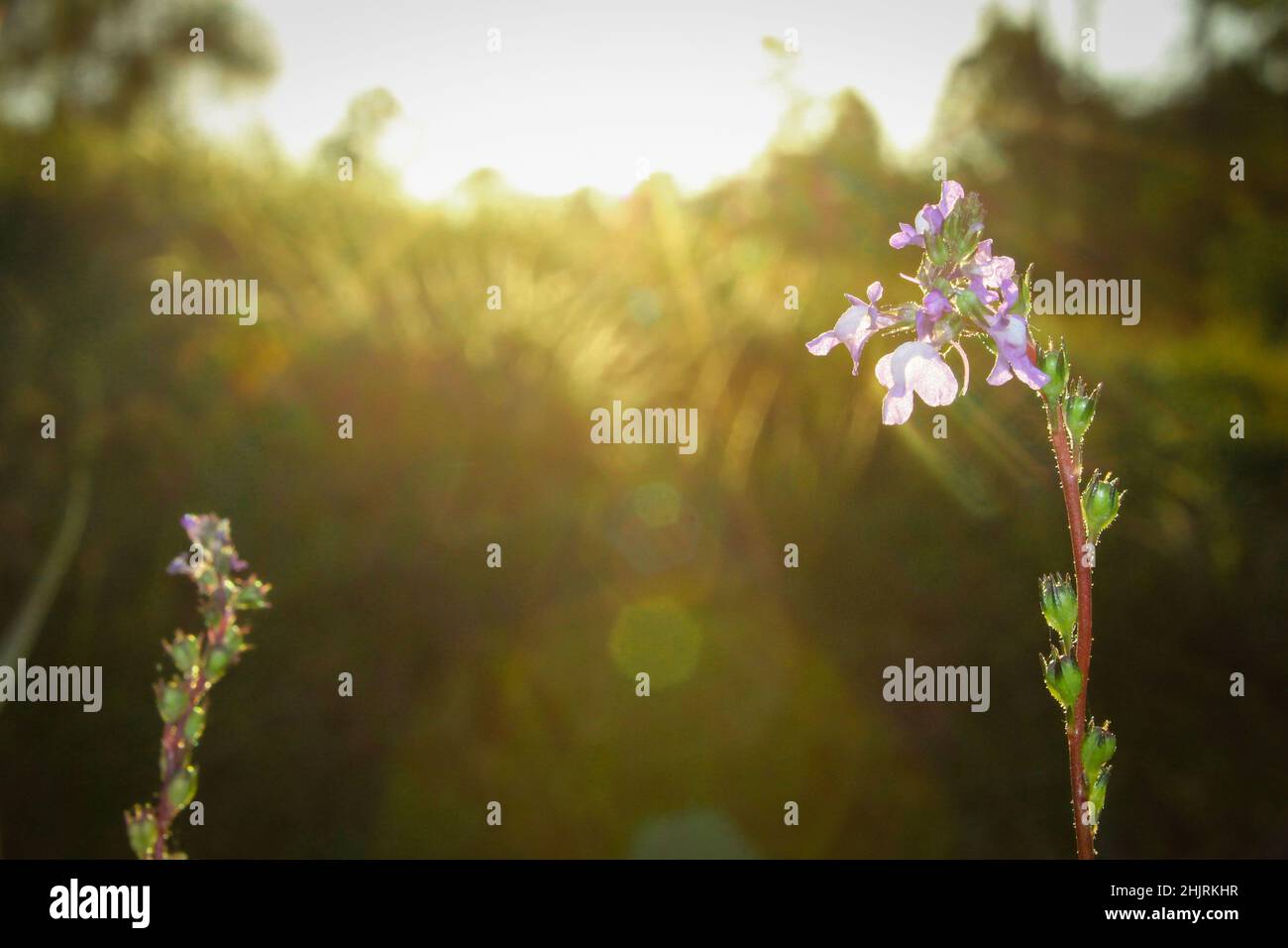 Sun rays on a growing linaria Stock Photo - Alamy