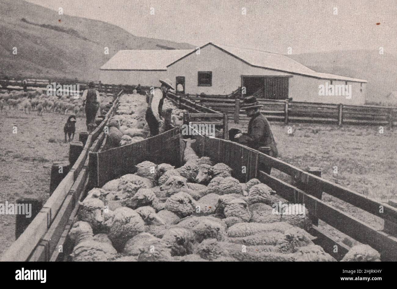 Drafting sheep on one of New Zealand's sheep runs (1923 Stock Photo - Alamy
