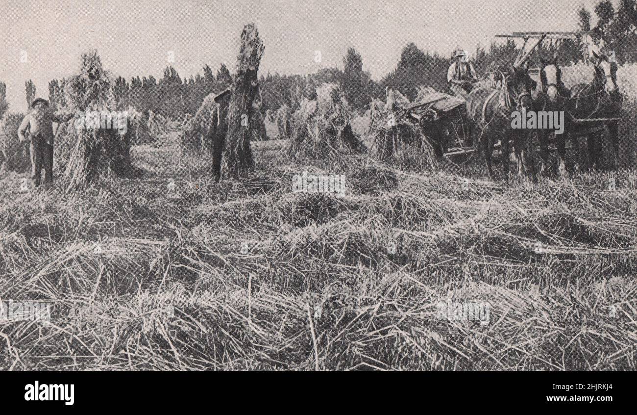 Cutting a heavy crop of oats on a farm in New Zealand (1923 Stock Photo ...
