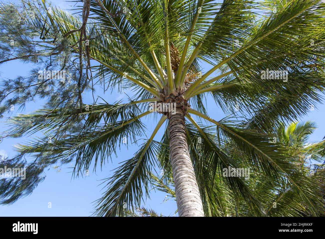 A coconut palm on the Isle of Pines in New Caledoni Stock Photo - Alamy