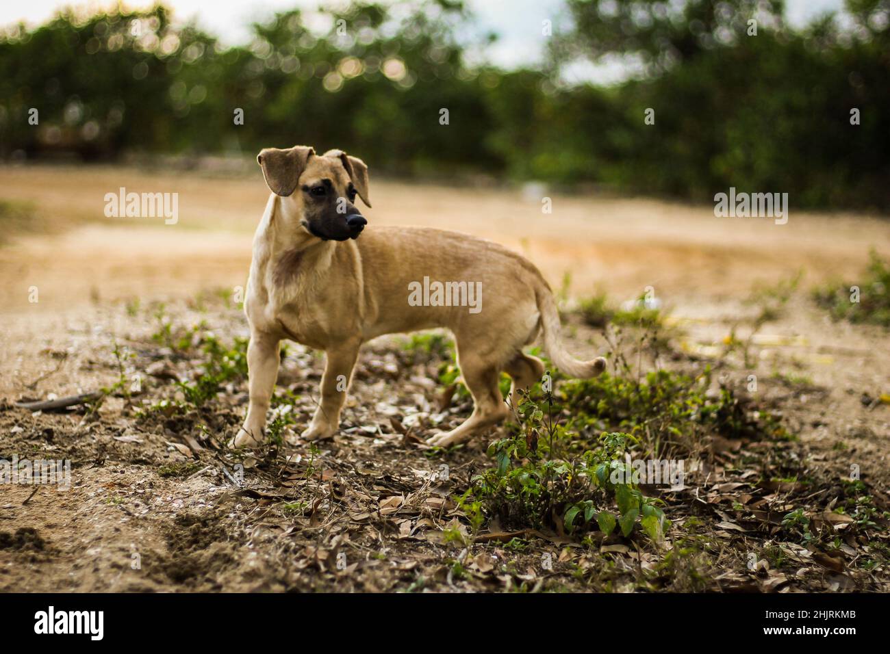 Adorable Ca de Bou in a field Stock Photo - Alamy