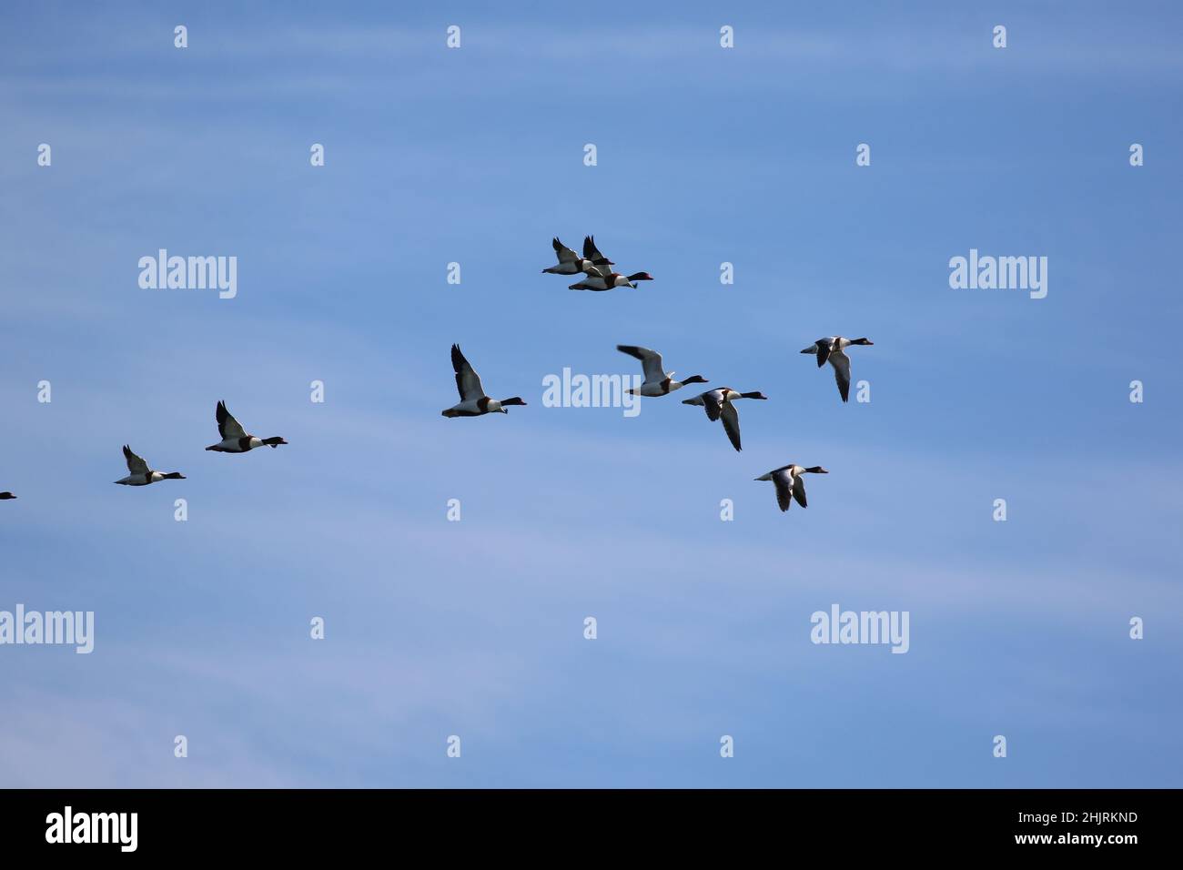 BIRDS IN FLIGHT Stock Photo - Alamy