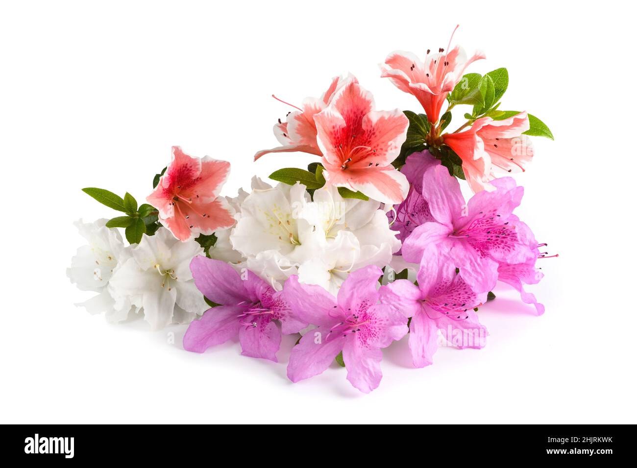 Azaleas flowers group isolated on white background Stock Photo - Alamy