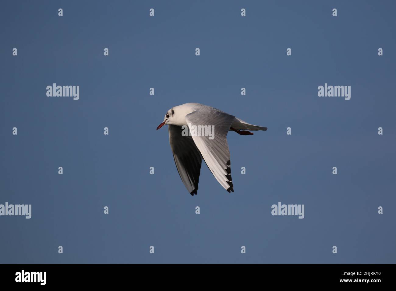 BIRDS IN FLIGHT Stock Photo - Alamy