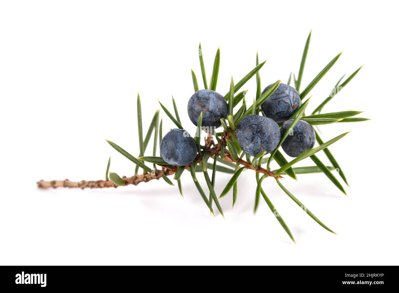 Juniper branch with blue berries isolated on white Stock Photo - Alamy