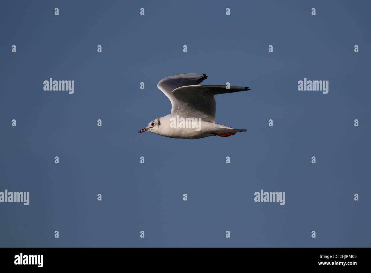BIRDS IN FLIGHT Stock Photo - Alamy