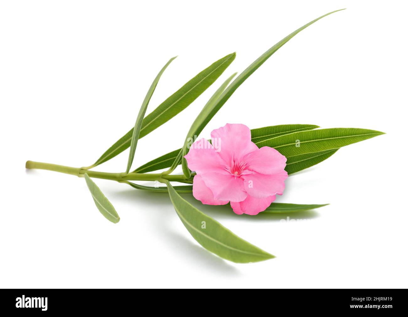 Oleander branch with flower and leaves isolated on white Stock Photo ...