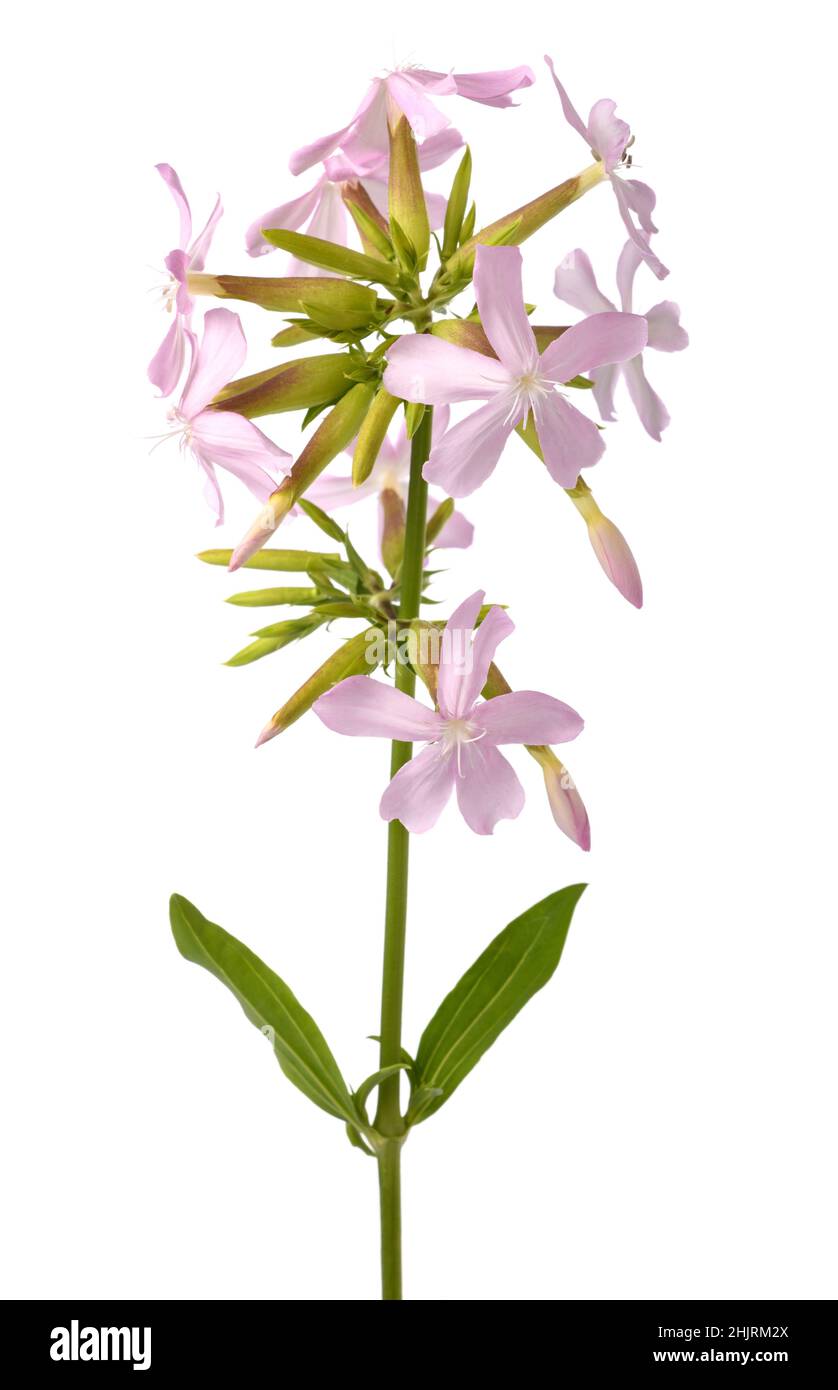 Soapwort ( Saponaria officinalis) isolated on white background Stock ...