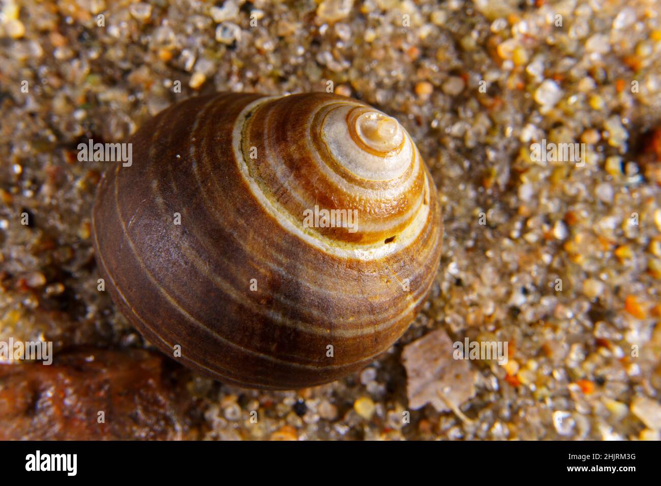 Seashell that has washed up on a beach Stock Photo - Alamy