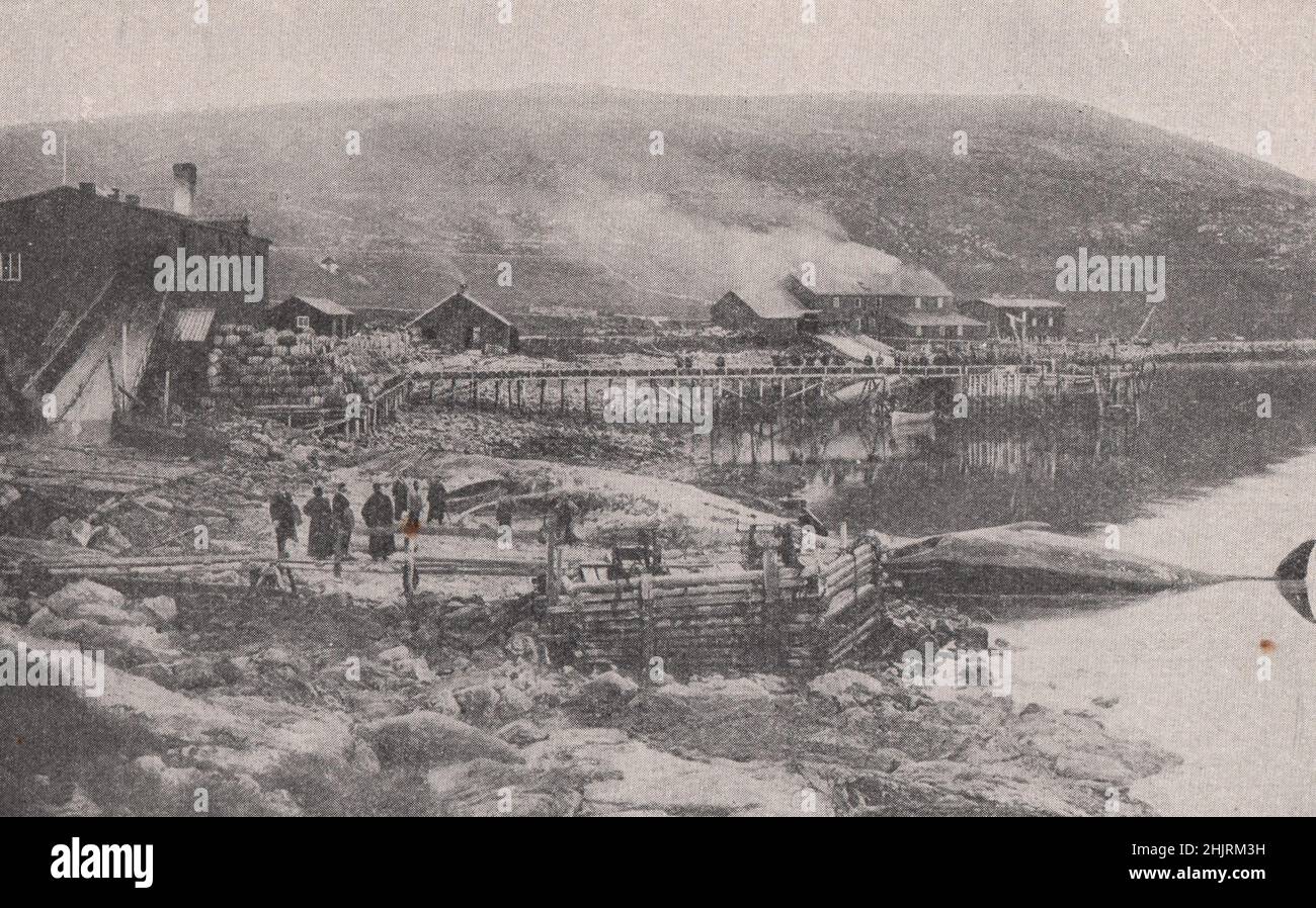 Carcases of whales at a Norwegian whaling station. Norway (1923 Stock ...