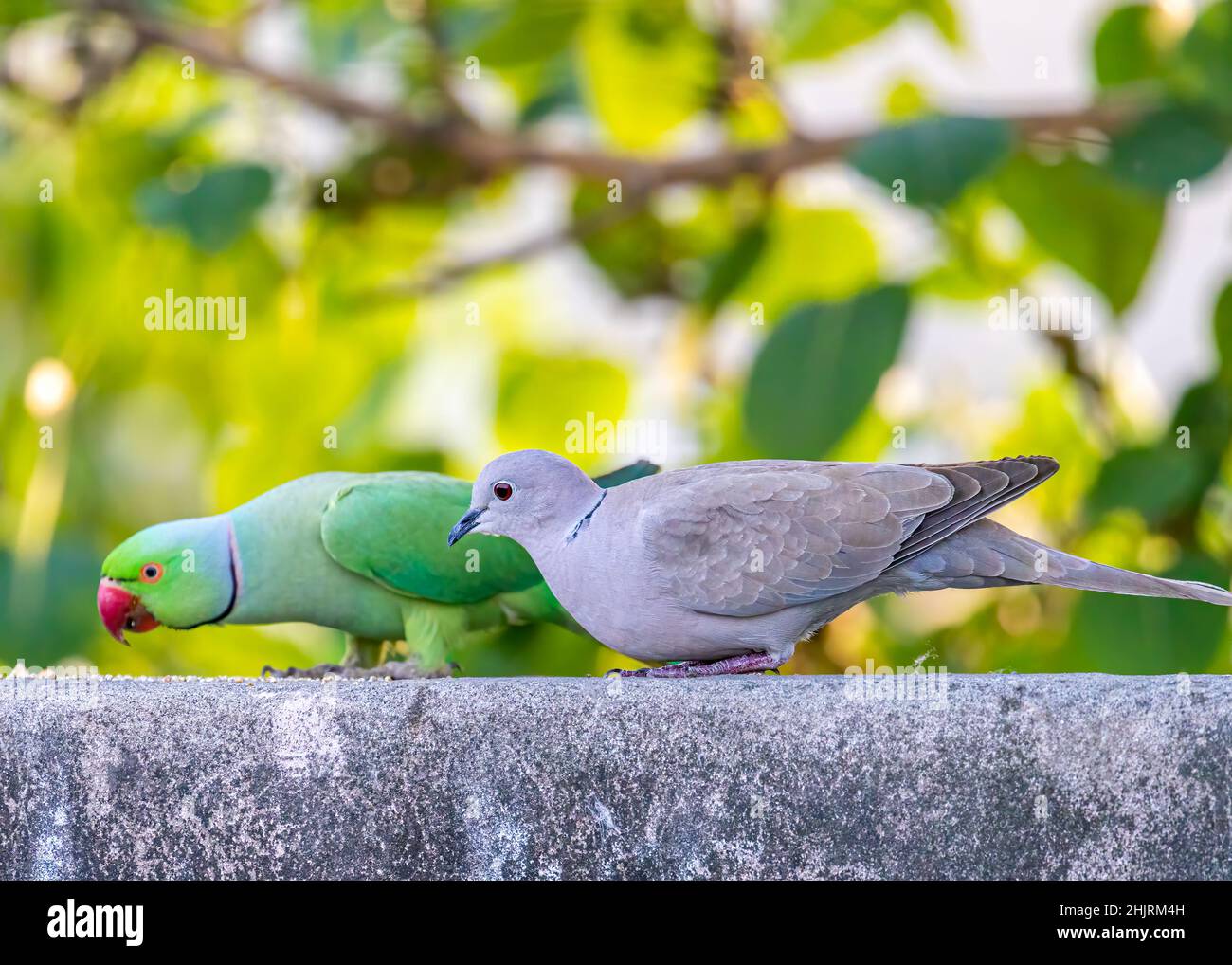 A collared dove and rose ring parakeet having food from a wall Stock ...