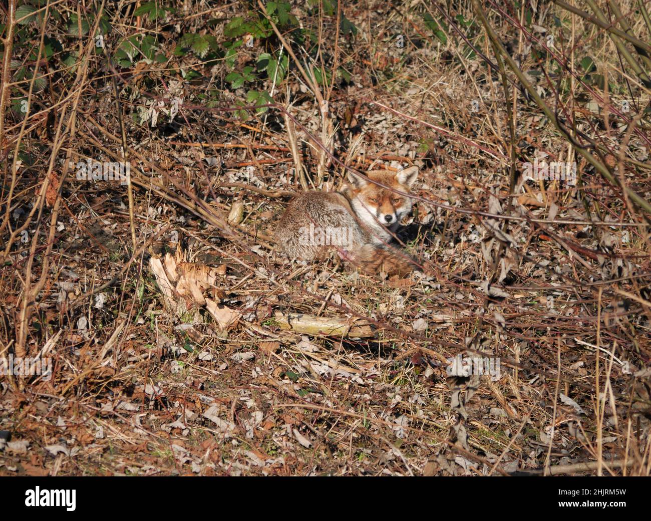 Fox -Vulpes Vulpes, well camouflaged and hiding in the undergrowth ...