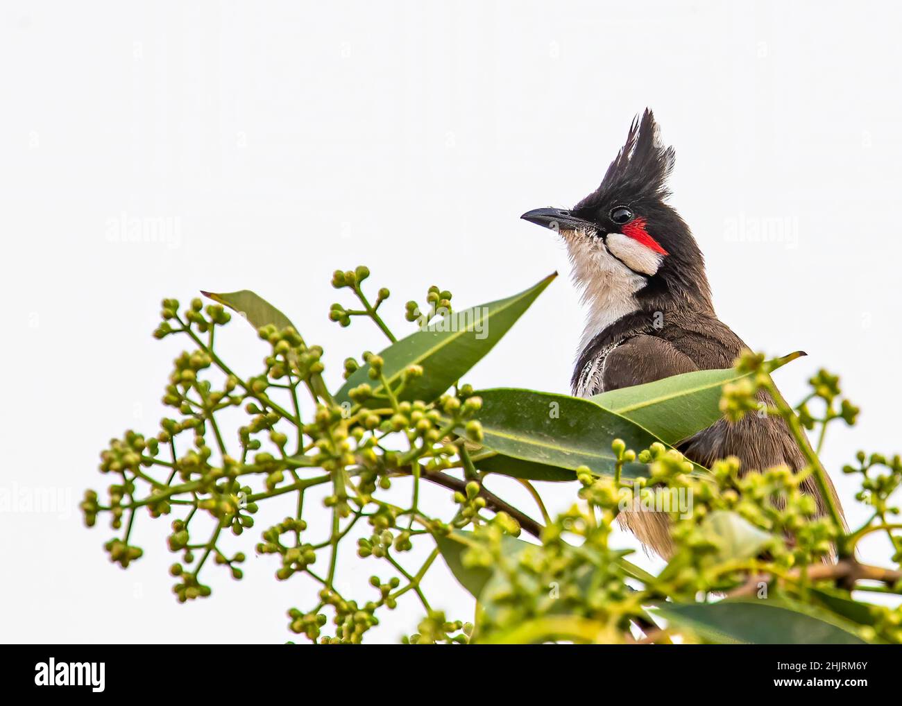 Red Whiskered Bulbul resting on a tree Stock Photo - Alamy