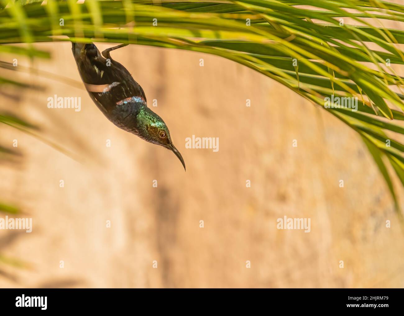 Sun bird hanging down on a tree Stock Photo - Alamy